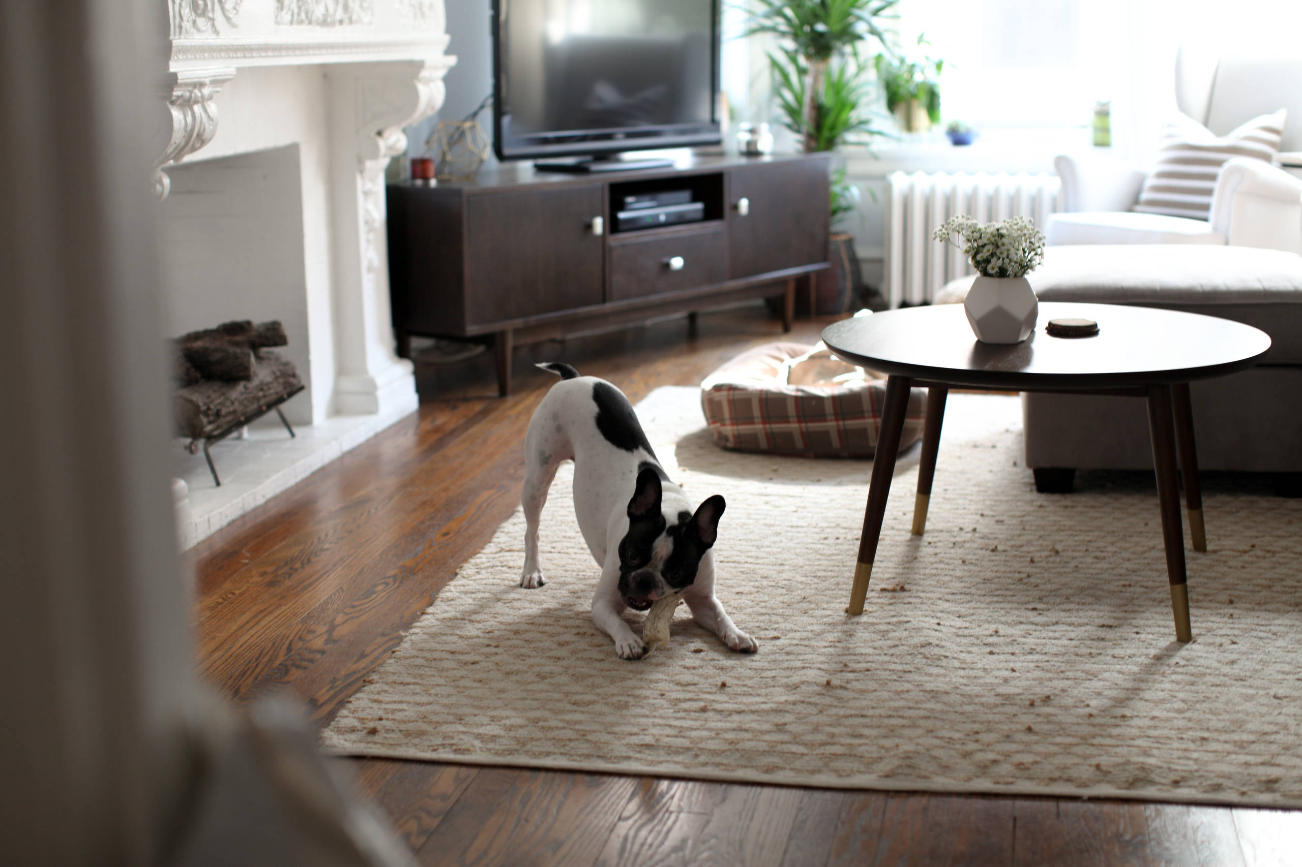 My Houzz: Bright and Airy 1920s Chicago Walk-Up Apartment