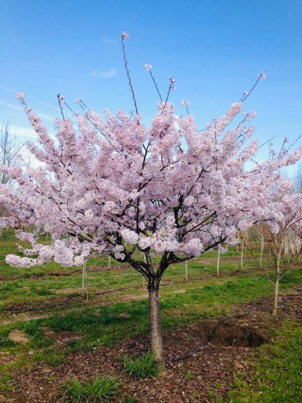 Yoshino Flowering Cherry - Nursery - Portland - by Big Trees Today | Houzz