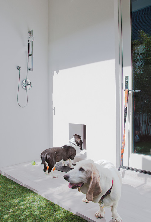 Dog Patio Ideas For Small Spaces - Happy Oodles