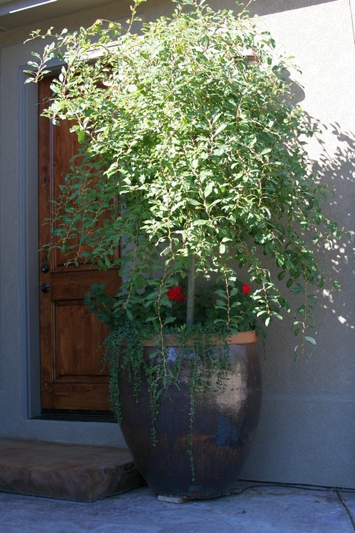 Blue Rustic Planter w/ Deciduous Tree - Rustic - Patio - Boise - by ...