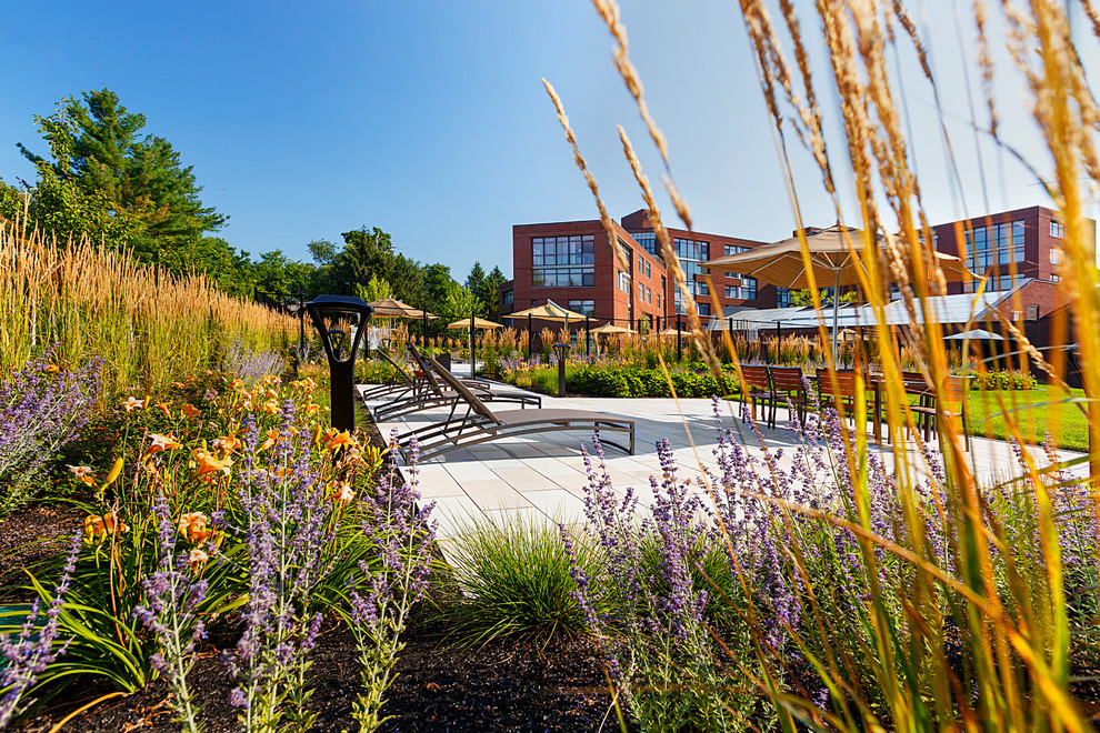 Green Roof Patio - Terrasse et Patio - Boston - par Tree and Stone ...