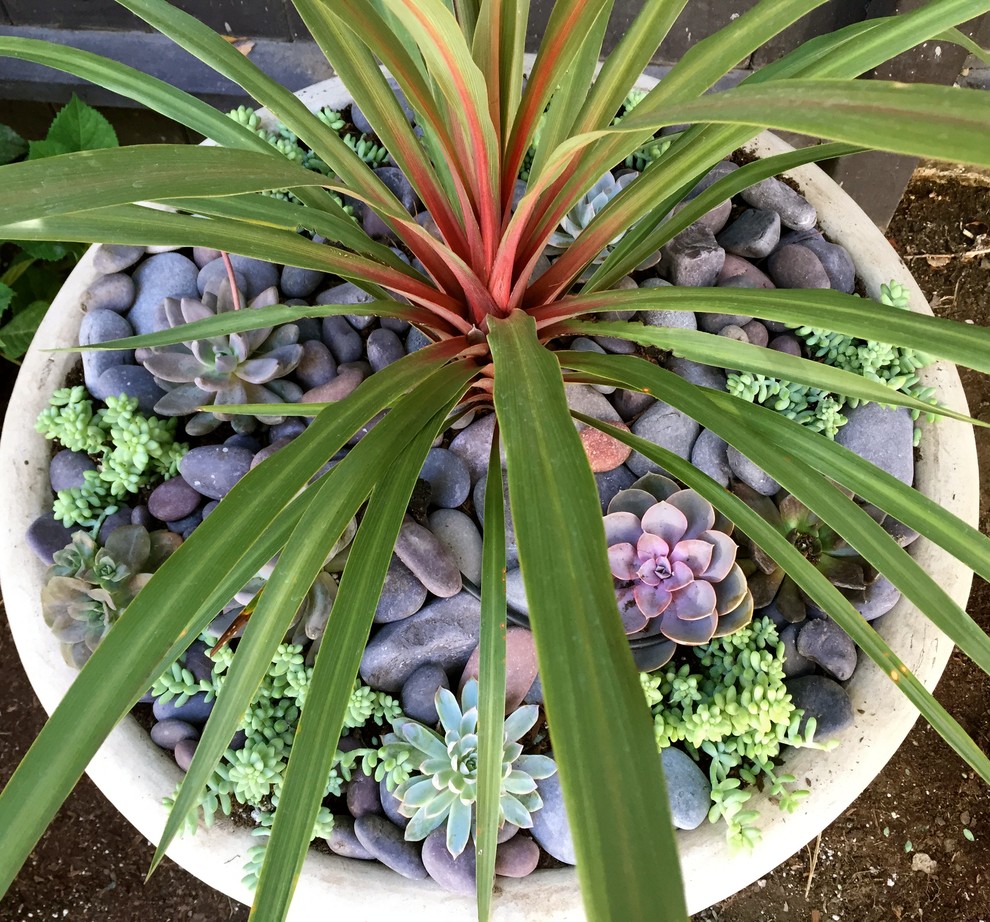 My Landscape Designs - Contemporary - Patio - Los Angeles - by Viola ...