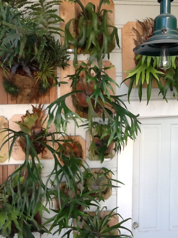 My living wall of mounted staghorn ferns - Eclectic - Patio - San ...
