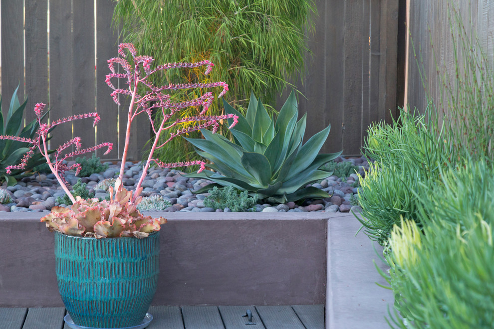 Subtropical Oasis - Tropical - Patio - San Luis Obispo - by Landwell ...