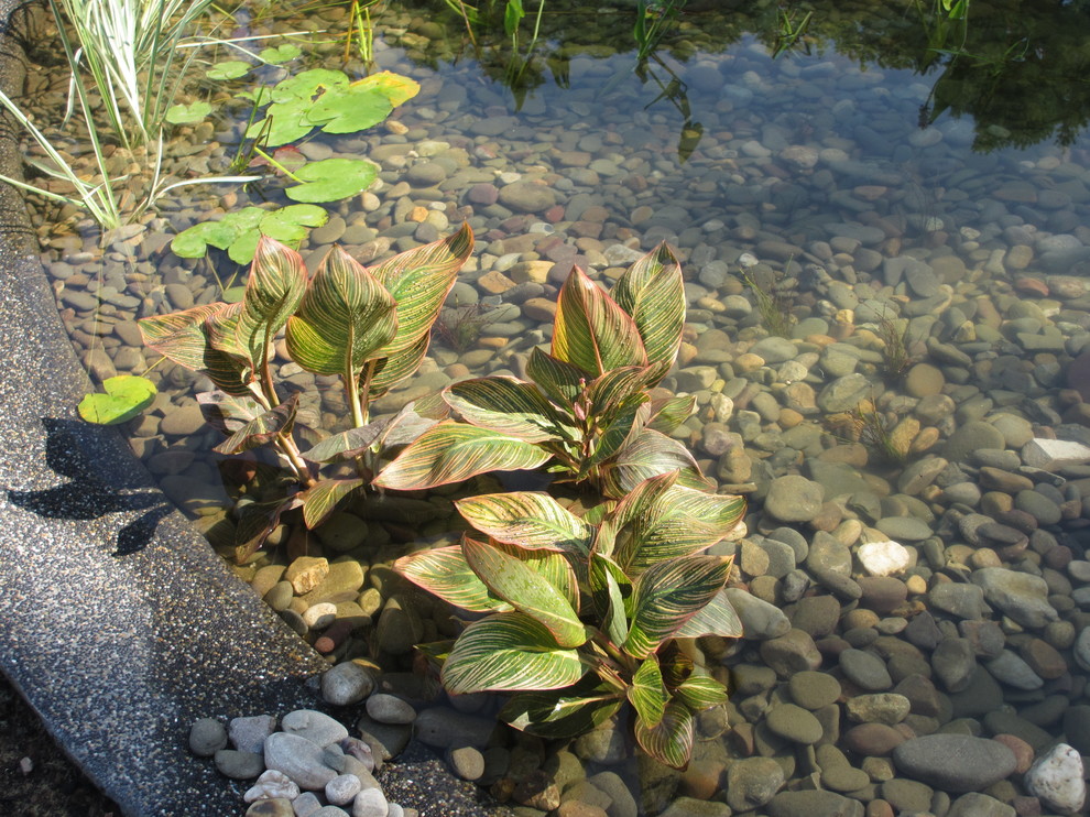 BioNova Natural Swimming Pool - Hartford, CT - Pool - Bridgeport - by ...