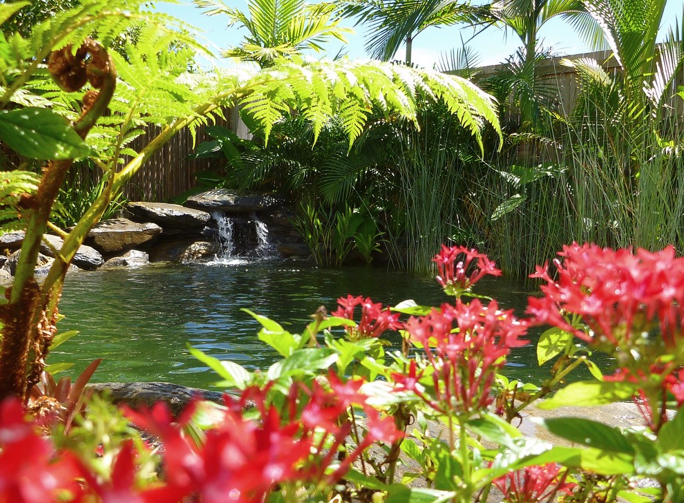 EcoSplash Natural Pool - Tropical - Garden - Brisbane - by Placid Pools ...