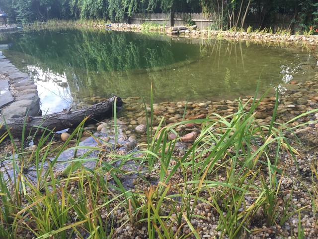Natural Swimming Pool - Mediterranean - Pool - New York - by Eco ...