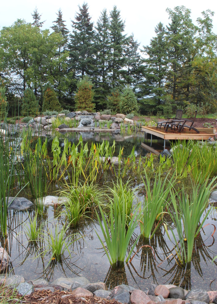 Plant Filter and Waterfall in Natural Swimming Pool - Rustic - Pool ...