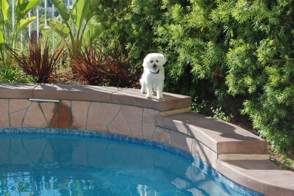 Swan Pools | Swimming Pool Company | Aesthetics | Cantilever Coping ...