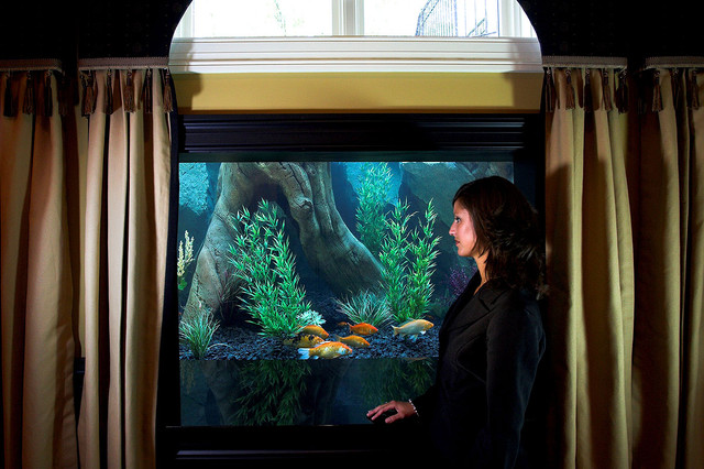 Underwater Viewing Window - Tropical - Pool - Cincinnati - by Shehan ...