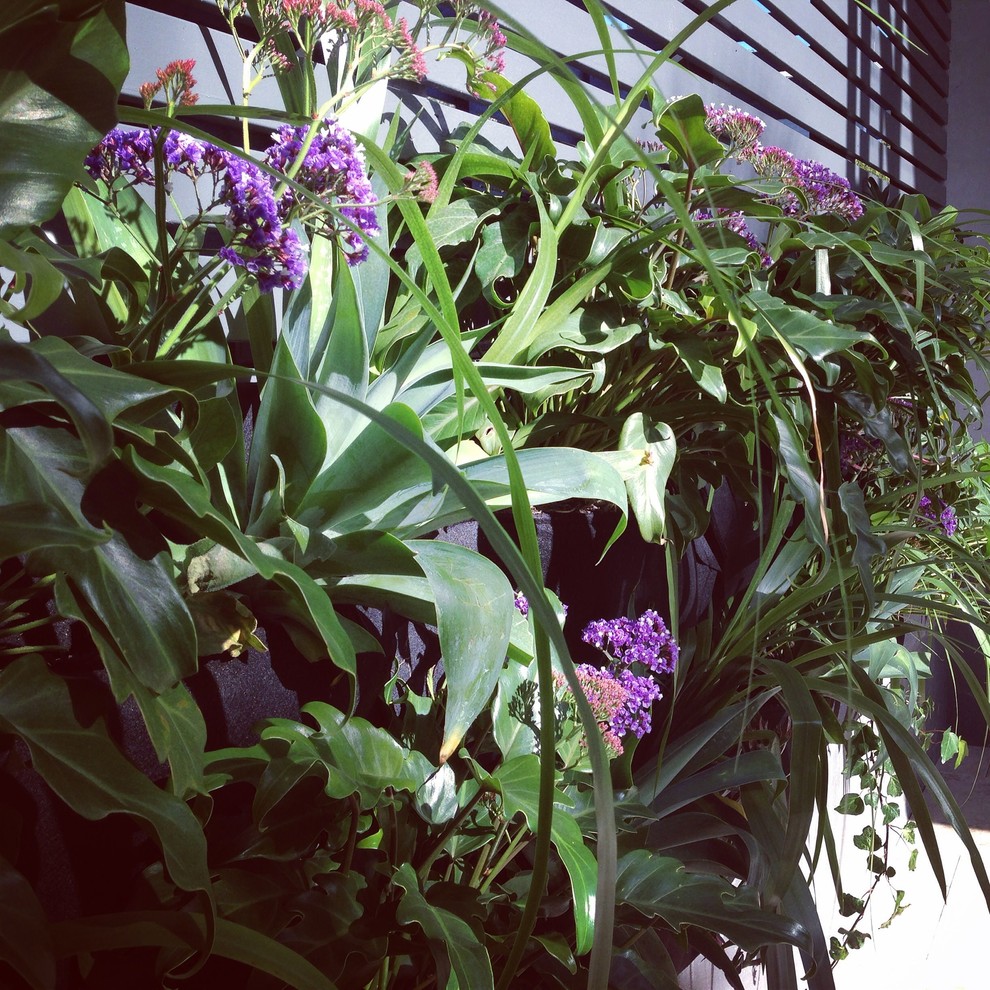 Vertical Gardens - Contemporary - Pool - Brisbane - by My Verandah | Houzz