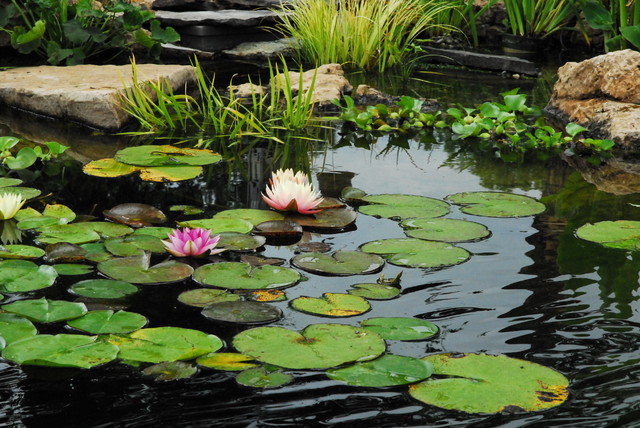 Water lilies add a dash of color to the pond - Piscine - Minneapolis ...
