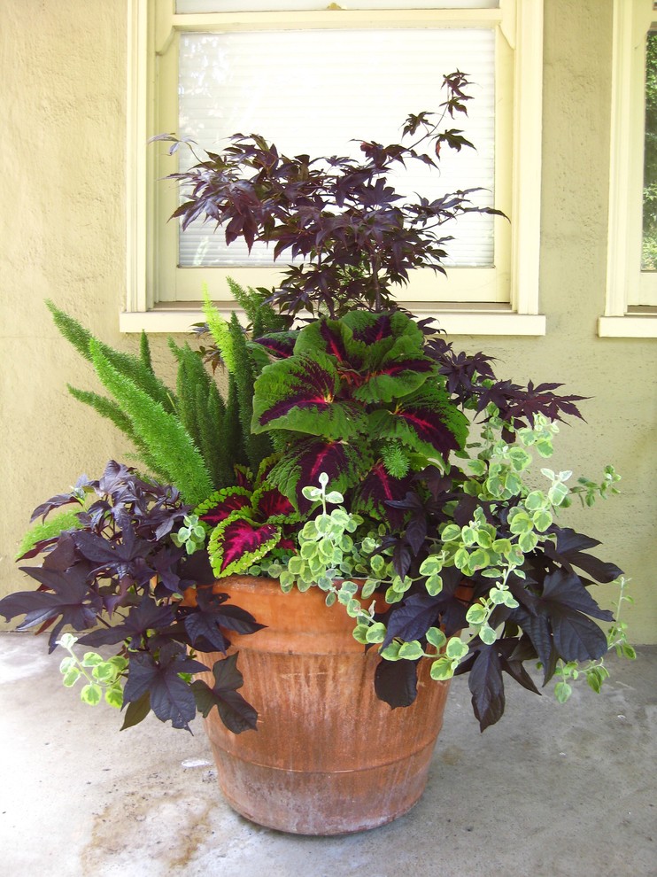 Containers - Porch - San Francisco - by A Passion for Gardens | Houzz