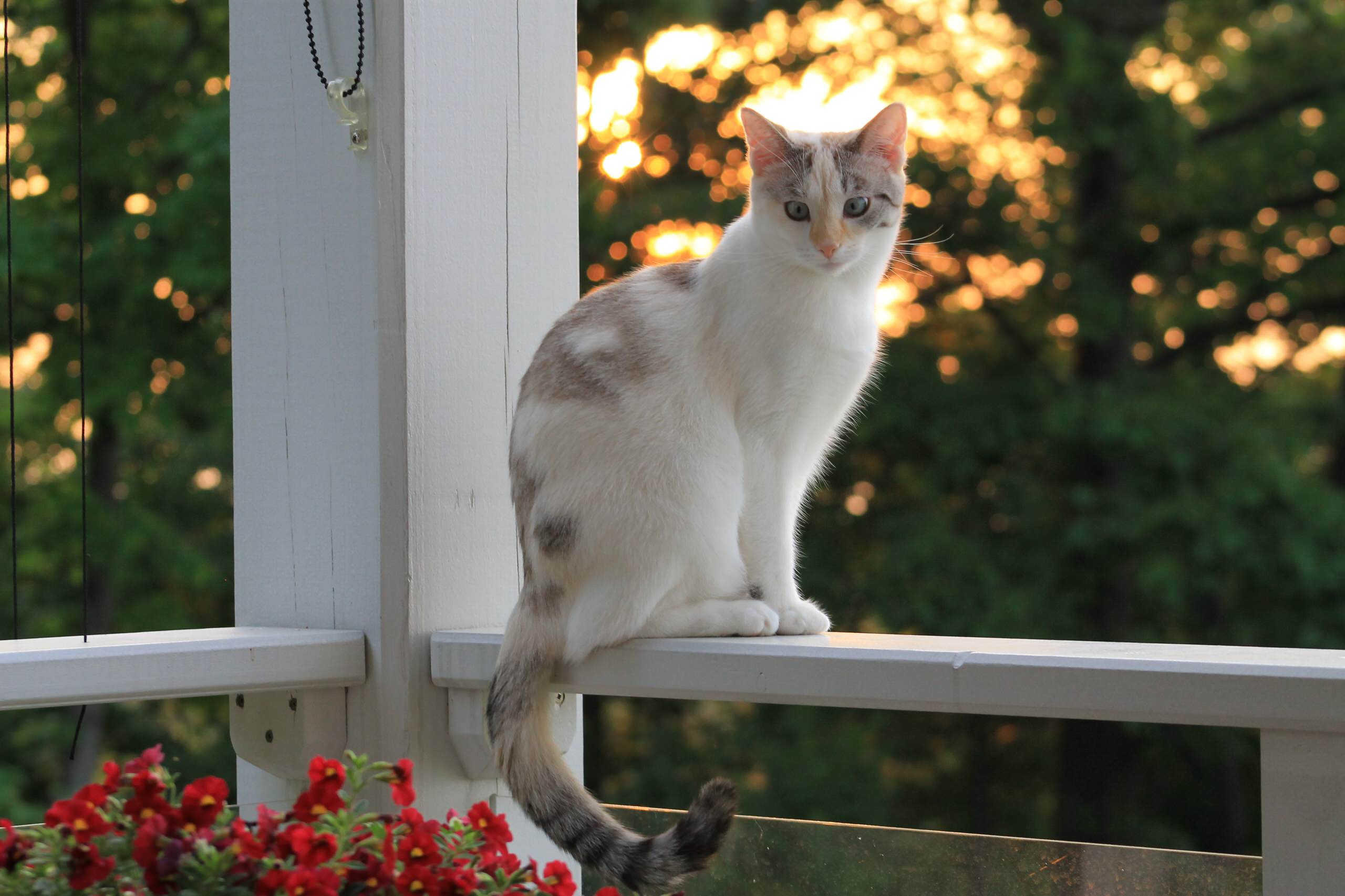 Pet of the Week: Blue and Splinter Find a Home in Pennsylvania