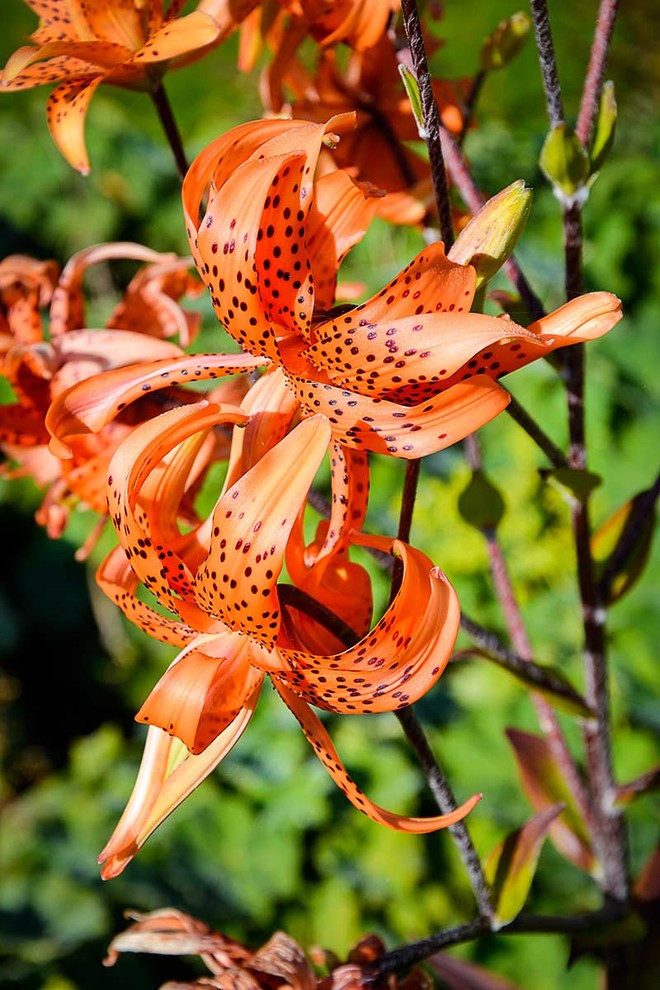 Utby - trädgårdsplanering och plantering - Country - Garden ...