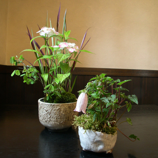 草盆栽・野草の寄せ植え - 和室・和風 - 庭 - 他の地域 - Pappus 草盆栽・野草の寄せ植え - 和室・和風 - 庭 - 他の地域 - Pappus